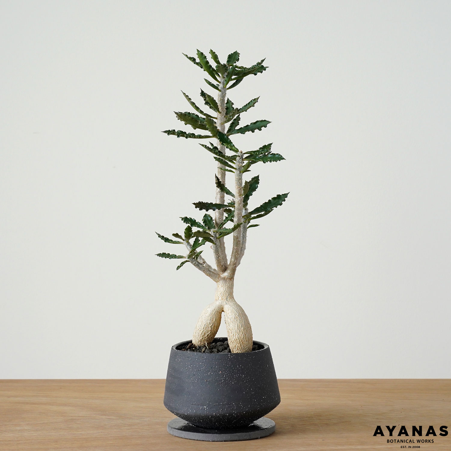 ユーフォルビア カプサインテマリエンシス / Euphorbia capsaintemariensis 小型の塊根ユーフォルビア。少しずつ塊根部分が太っていきます。 普段の仕入れでは見過ごす植物なんですけれど、この姿にグッときてセレクトしま...