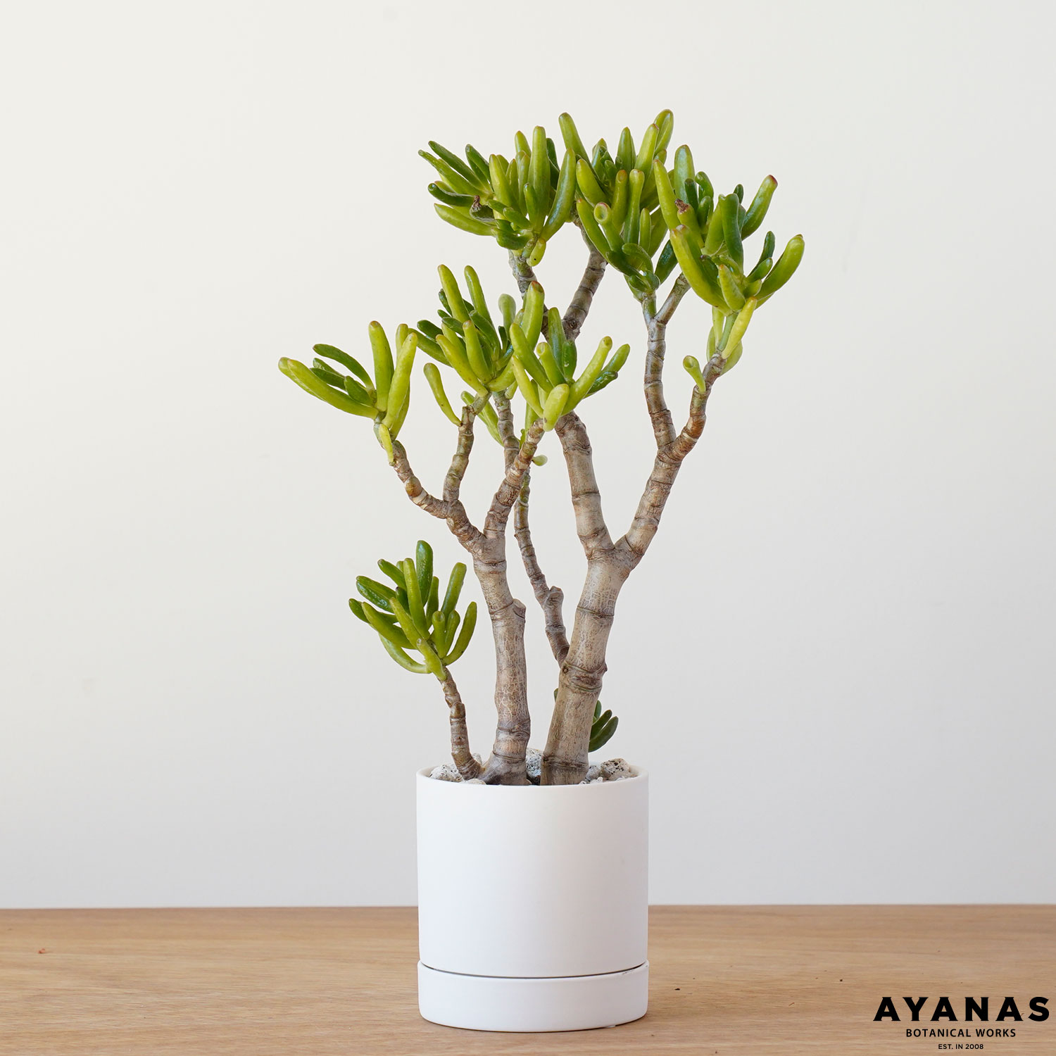 クラッスラ ゴーラム / Crassula Gollum ( 宇宙の木 ) 昔から親しまれている「 金のなる木 」の仲間。 金のなる木と同じく、落ちた葉っぱでも増えるくらい強く丈夫な品種。 ※葉が重く、配送中に葉が落ちてしまうことがあります...