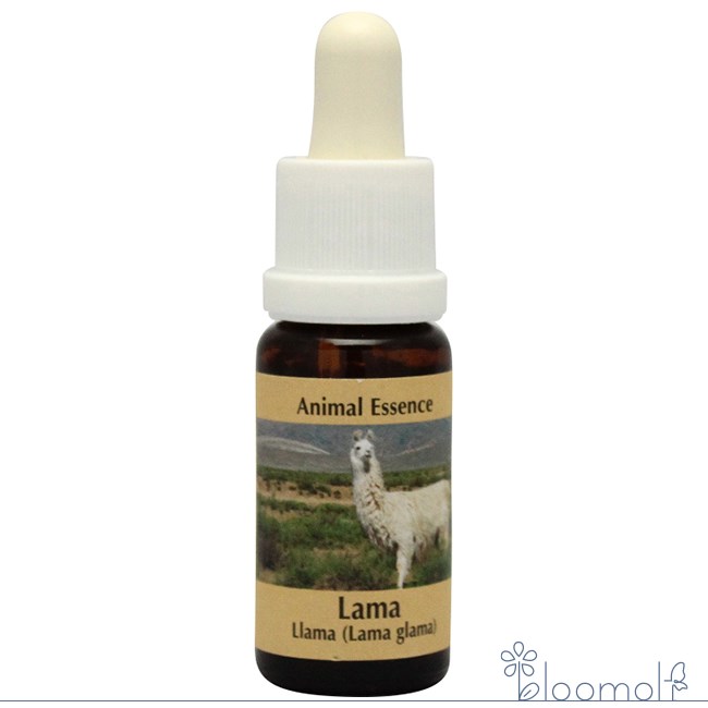 メーカー PHIEssencesBV シリーズ名 コルテPHIエッセンス 単品名称 ラマ 原材料 水・海塩・アルコール類・その他 内容量 15ml 賞味期限 パッケージに記載 製造者 PHIEssencesBV 生産国 オランダ 輸入者 ネ...