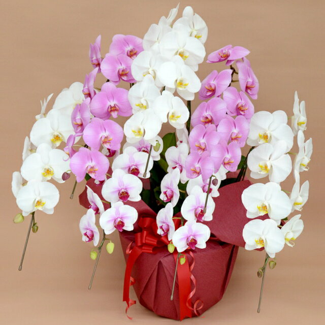 ■胡蝶蘭 大輪MIX 7本立ち 胡蝶蘭のミックスタイプ（白3本、赤リップ2本、ピンク2本）となります。 ■お届け日時 弊店営業日の15時迄にご注文を頂きましたら、翌々日出荷致します。 北海道、九州、沖縄地域へのお届けは、出荷してお届けする迄...