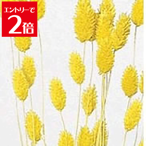 商品説明 色 モニターの発色具合により実際の商品と色が異なる場合がございますのでご了承ください。 プリザーブドフラワーについて 自然の素材となりますので色合いや形状、大きさなど若干異なることがございますのでご了承ください。ポアプランツ　パス...