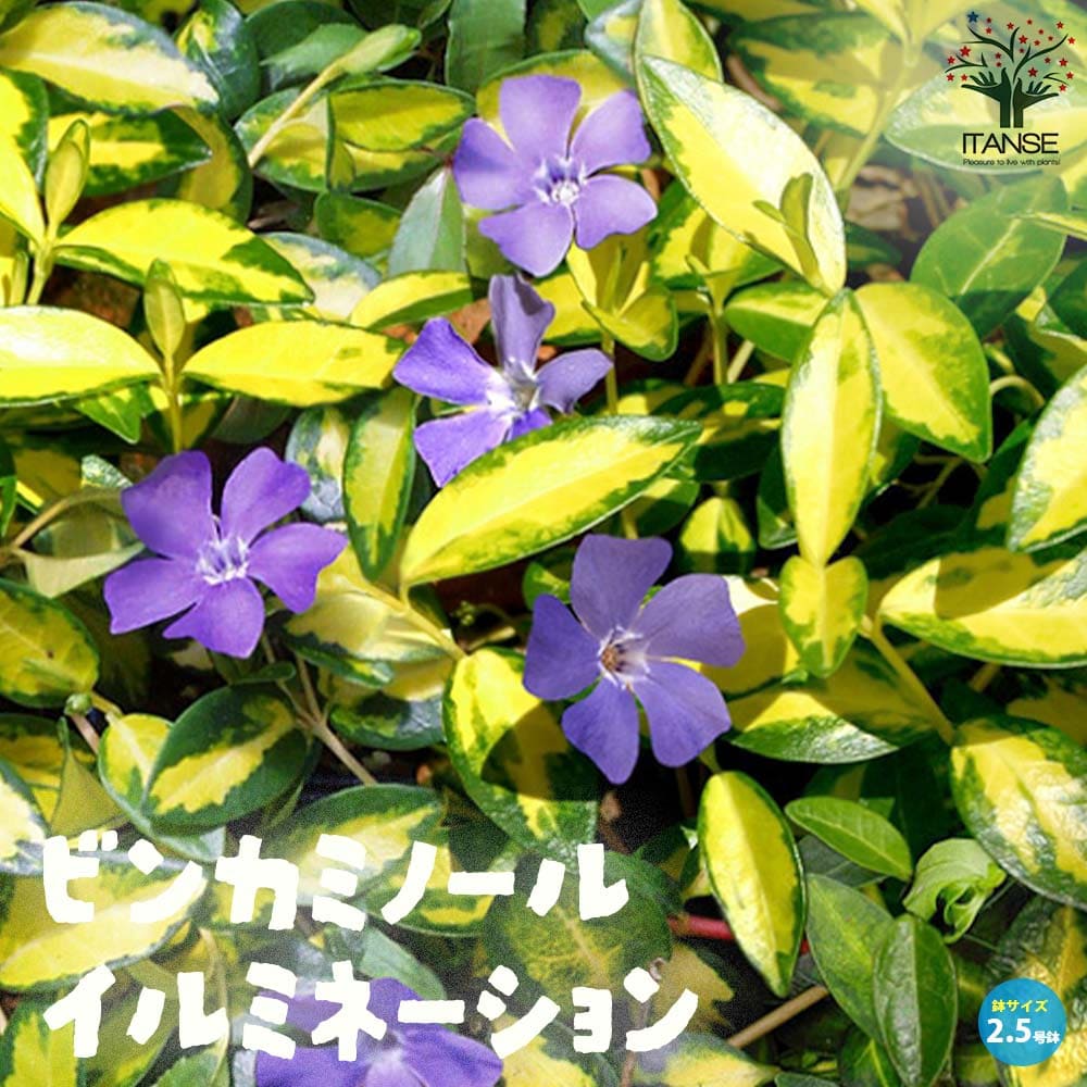 ビンカミノールは、別名をヒメツルニチニチソウで、ツルニチニチソウの近縁種で、ヒメがつく通り、花も葉も小柄でかわいらしい品種です。 株元から多数の枝が蔓状に伸びますので、グランドカバーに利用されます。 イルミネーションは、ゴールドの美しい斑入...