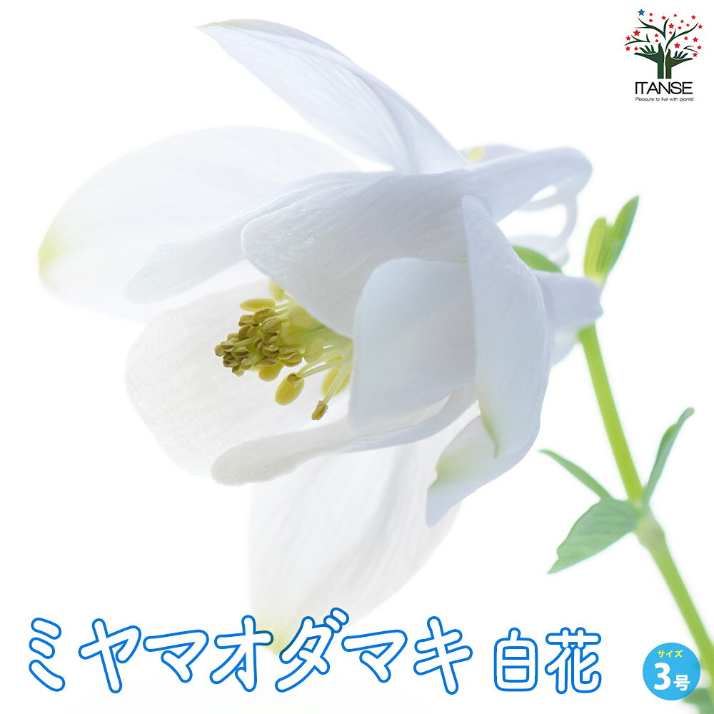 深山苧環(ミヤマオダマキ)は、標高の高い山か、冷涼な地域に自生している植物です。ミヤマオダマキは、白花や青花などがありますが、本種は白花品種です。草丈が10〜20cm程と低く、ボーダー花壇やロックガーデンはもちろん、コンテナやプランター栽培...