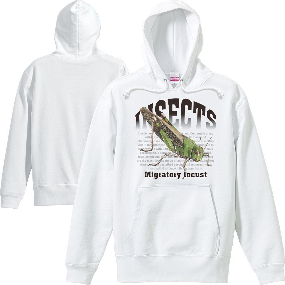 昆虫のシリーズです。トノサマバッタ（殿様 飛蝗 蝗 ダイミョウバッタ 大名飛蝗）　