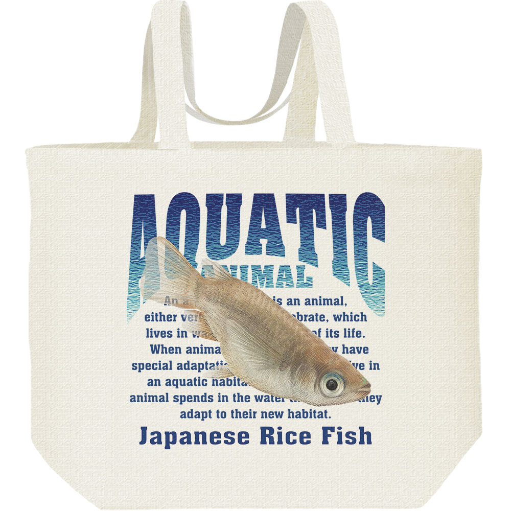 水生生物シリーズです。めだか、目高、淡水魚、観賞魚　