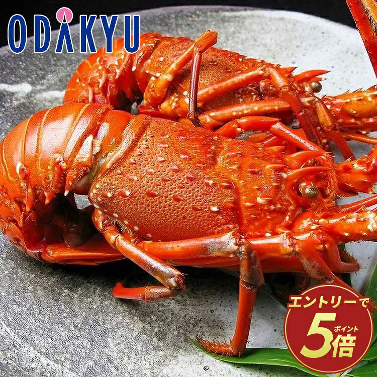 加工地：千葉、静岡等 産地：千葉、静岡等 重さ：約0.75kg 箱サイズ：26×21×11(cm) 賞味期間：出荷日より90日間 内容：伊勢海老活〆ボイル済250g×2尾【商品特長】 甘く、食べ応えのある身が特徴の伊勢海老。炒め物等にお使い...