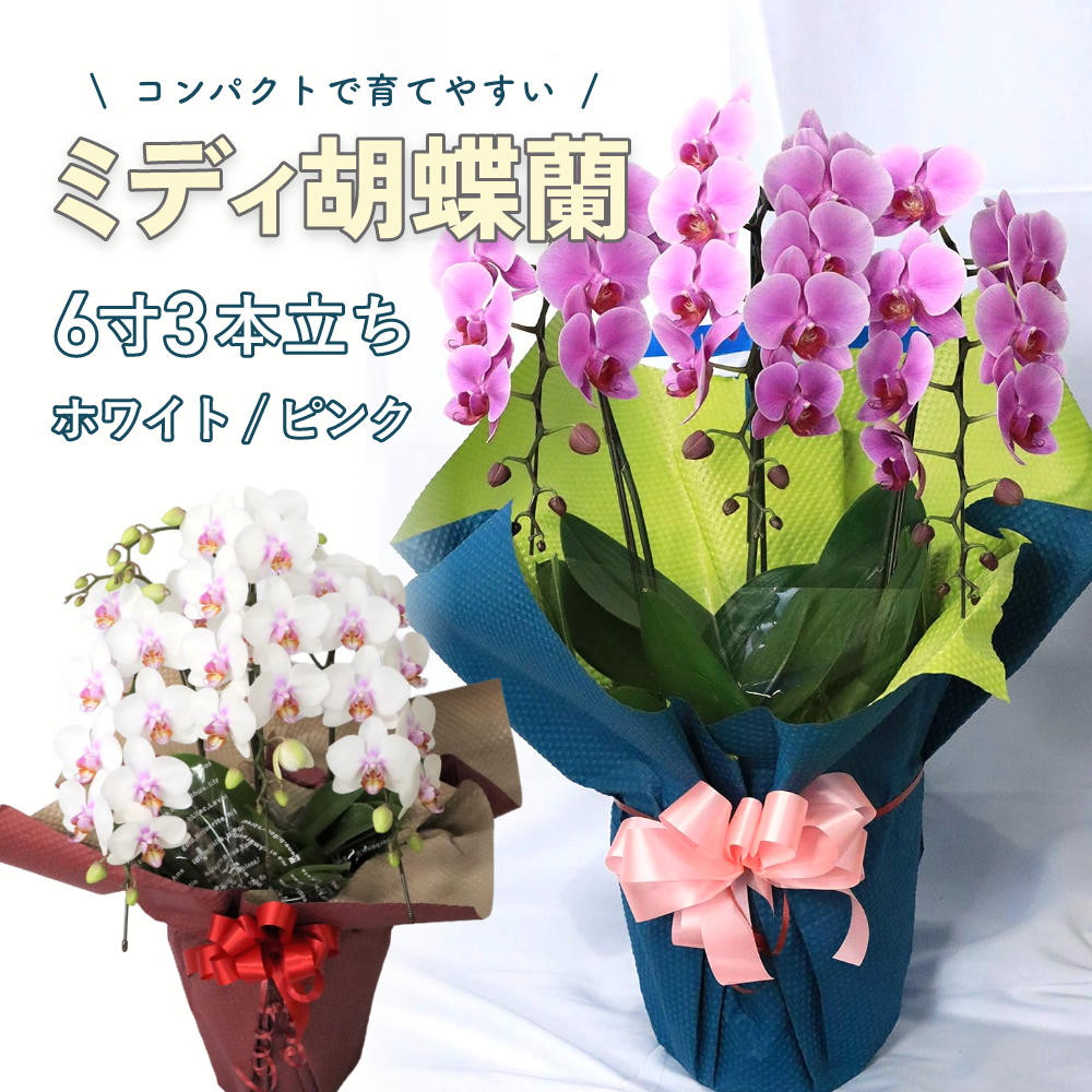 ミディー胡蝶蘭 6寸3本立ち 厳選フラワーギフト 長寿や記念日に贈る、心からの感謝を伝えるエレガントな胡蝶蘭です。 ミディ胡蝶蘭の特徴 ミディ胡蝶蘭は大きすぎず上品なサイズが特徴です。こぶりながらも華やかな印象を与えます。 控えめながら華を...