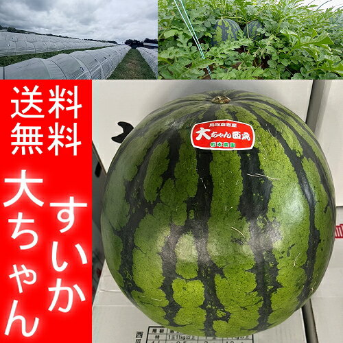 鳥取県の岩本農園で栽培されたスイカです。大阪の岸和田青果（当店グループ会社）にしか出荷されないオリジナル品！！長年の栽培ノウハウを親子二代で継承し、土壌作りからこだわって栽培した、糖度11．5〜12．5度の大ちゃんすいかを今年の思い出に！入...