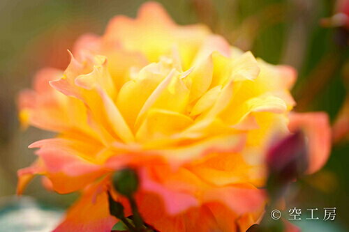 空の写真家【空工房】プロデュースによる風景写真です。写真の向こう側の素敵な“空”を感じてください。 ■ATENTION/ご注意 ※画像と実際の商品のお色は、モニターの発色具合や撮影時の条件等により、多少異なる場合がございます。 あらかじめご...