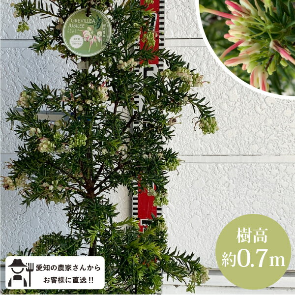 ※愛知県の農家さんから直接お客様にお届けいたします。 ※写真はイメージであり、生育状況により形や色等が実際の商品とは異なる場合がございます。ご了承いただけますようお願いいたします。 ※ご注文を受けてから、生産者さんに在庫を確認するため、 在...
