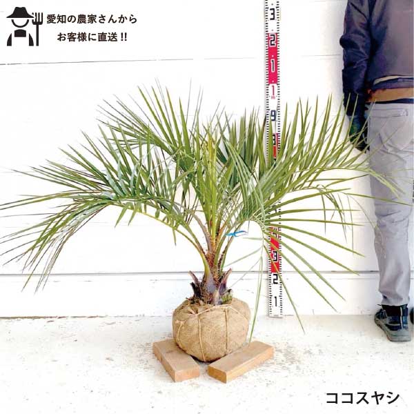 楽天市場】ココスヤシ 鉢植えの通販 楽天市場】ココスヤシ 鉢植えの通販