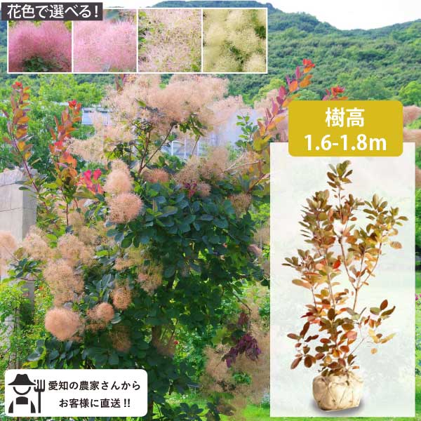 ※愛知県の農家さんから直接お客様にお届けいたします。 ※写真はイメージであり、生育状況により形や色等が実際の商品とは異なる場合がございます。ご了承いただけますようお願いいたします。 ※ご注文を受けてから、生産者さんに在庫を確認するため、 在...