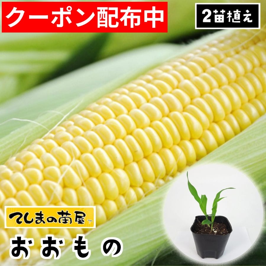 　3〜7月出荷糖度20度肥え！サイズも大ぶりのスーパースイートコーン！【てしまの苗】　トウモロコシ苗　おおもの　実生苗　9cmポット　1ポット2苗植えめざせ！500g超え！甘さもサイズもヘビー級の中晩生品種一般地のマルチ栽培で播種後88日前...