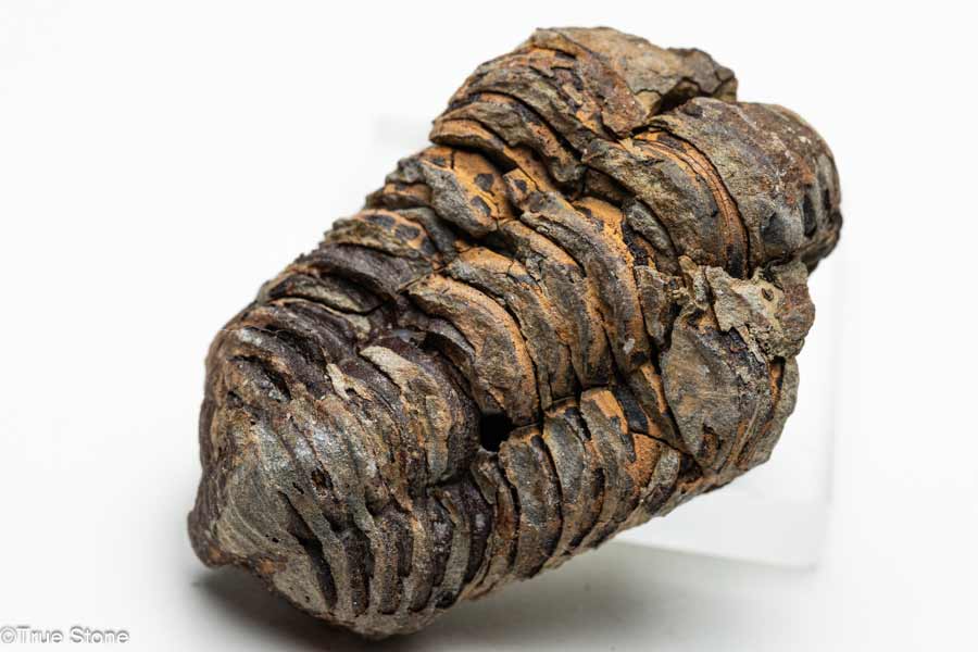 ドラア渓谷（Draa Valley） ドラア渓谷（Draa Valley）は、北アフリカ・モロッコ南部に広がる広大な乾燥地帯で、世界的に有名な古生代化石の産地として知られています。 現在は砂漠と岩山が広がる荒涼とした風景ですが、約4億～5億...