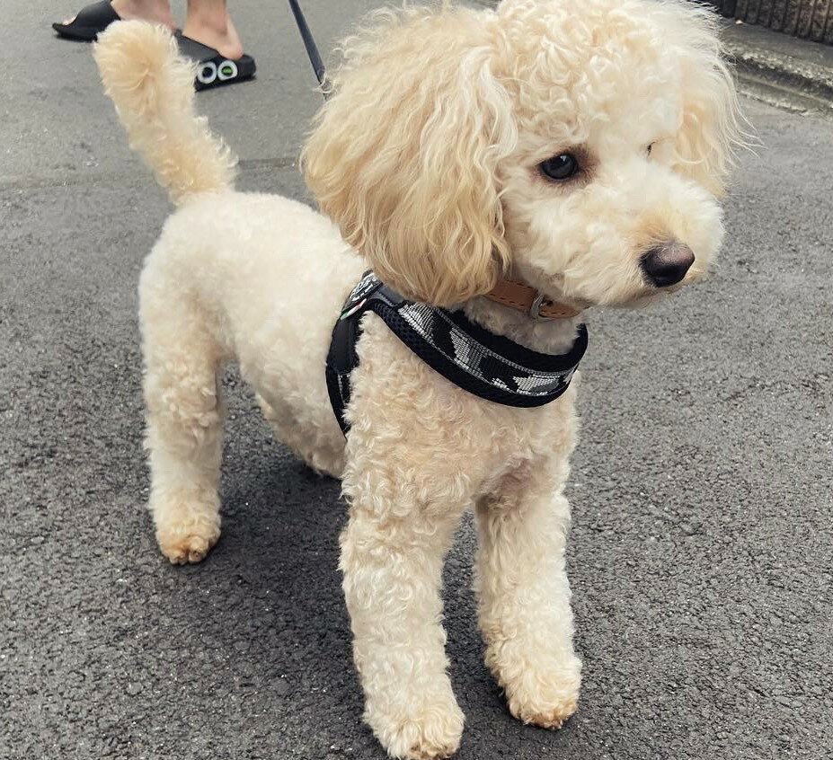 [型番:LTP112-3000]小型犬用に設計されたハーネスです。背中のバックルは簡単に着脱可能で、毎日の散歩やドッグラン、アジリティーなどの運動をする際に動きを妨げないシンプルな設計です。素材は軽量・丈夫・ノンアレルギーで、耐水性があり乾...