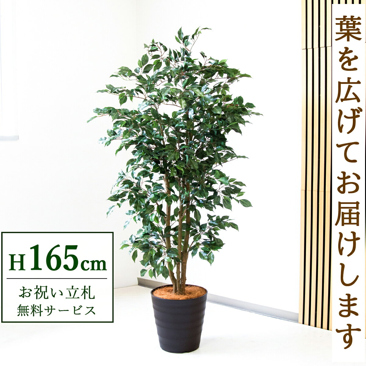 商品情報 (PG1007-M30DB)高さ：H約165cm 鉢サイズ：Φ約30cm/H約30cm鉢材質：ポリプロピレン鉢 ご利用案内 詳細はこちらからご確認ください 商品について ■「幸福をもたらす木」フィカス・ベンジャミン 小さく丸い葉が...