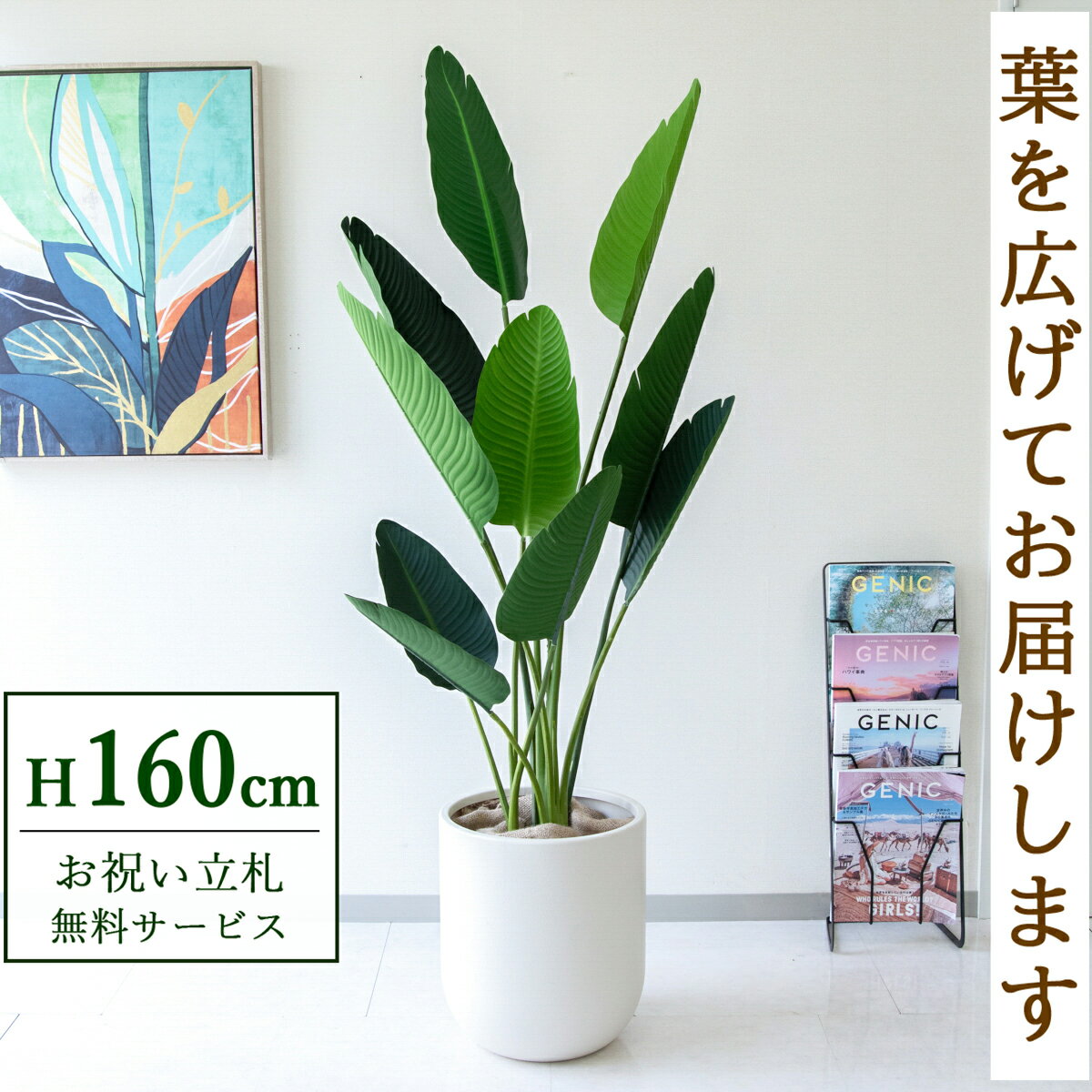 商品情報 (PG208-CHC33IV)高さ：H約160cm 鉢サイズ：Φ約33cm/H約38cm鉢材質：プラスチック鉢 ご利用案内 詳細はこちらからご確認ください 商品について ■リゾート感を演出する、迫力の葉「オーガスタ」 バナナの葉の...