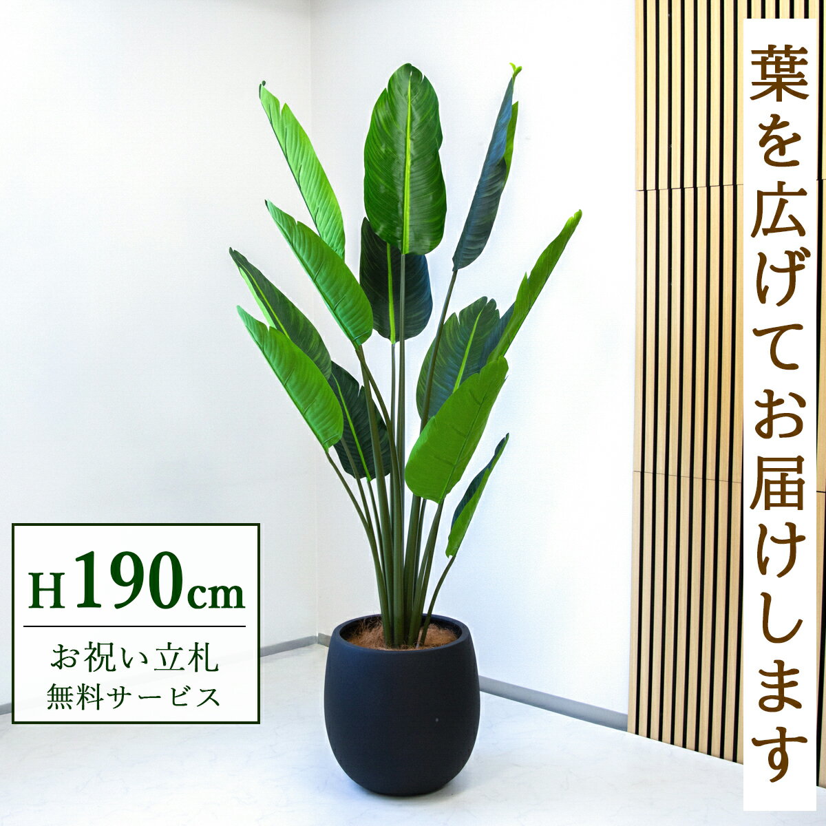商品情報 (PG238-BAL42BK)高さ：H約190cm鉢サイズ：Φ約42cm/H約42cm鉢材質：FRP鉢 ご利用案内 詳細はこちらからご確認ください 商品について ■リゾート感を演出する、迫力の葉「オーガスタ」 バナナの葉のような、...