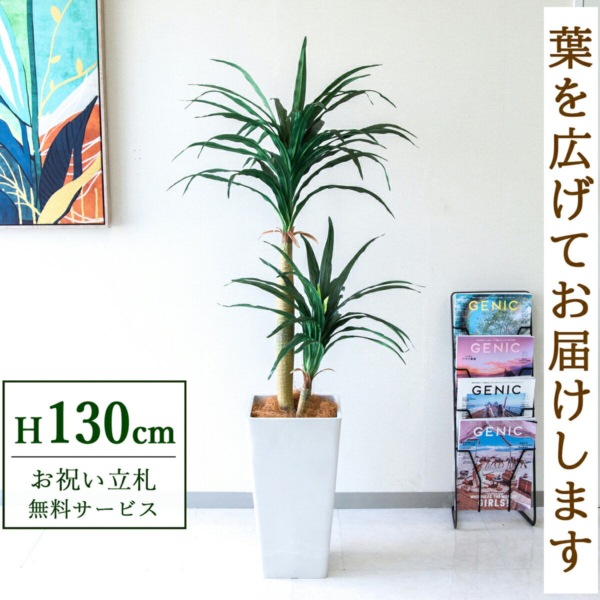 商品情報 (PG014-Q25WH)高さ：H約130cm 鉢サイズ：□約25cm/H約46cm鉢材質：プラスチック樹脂鉢 ご利用案内 詳細はこちらからご確認ください 商品について ■都会的でシャープな「真実の木（コンシナ）」 細く尖った葉が...