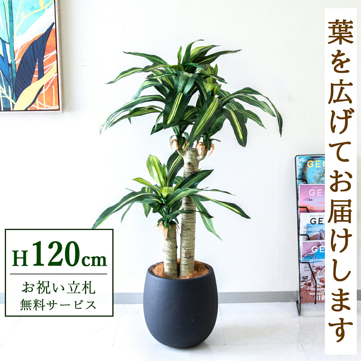 商品情報 (PG016-BAL30BK)高さ：H約120cm 鉢サイズ：Φ約30cm/H約30cm鉢材質：FRP鉢 ご利用案内 詳細はこちらからご確認ください 商品について ■幸せを運ぶ不動の人気No.1「幸福の木（マッサン）」 太い幹から...