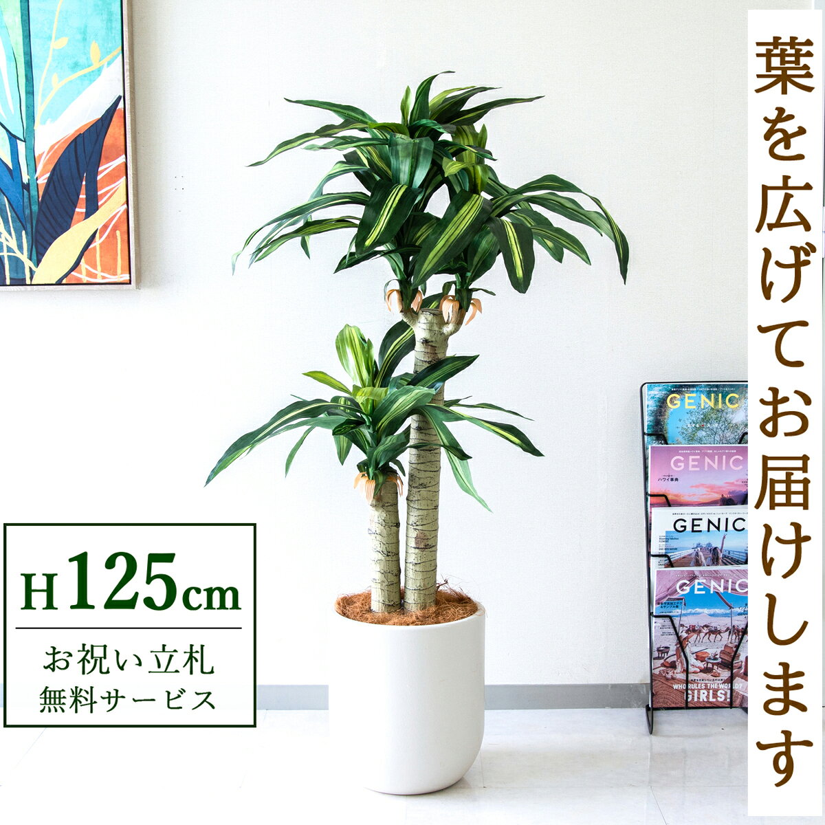 商品情報 (PG016-CHC29IV)高さ：H約125cm 鉢サイズ：Φ約29cm/H約33cm鉢材質：プラスチック鉢 ご利用案内 詳細はこちらからご確認ください 商品について ■幸せを運ぶ不動の人気No.1「幸福の木（マッサン）」 太い...