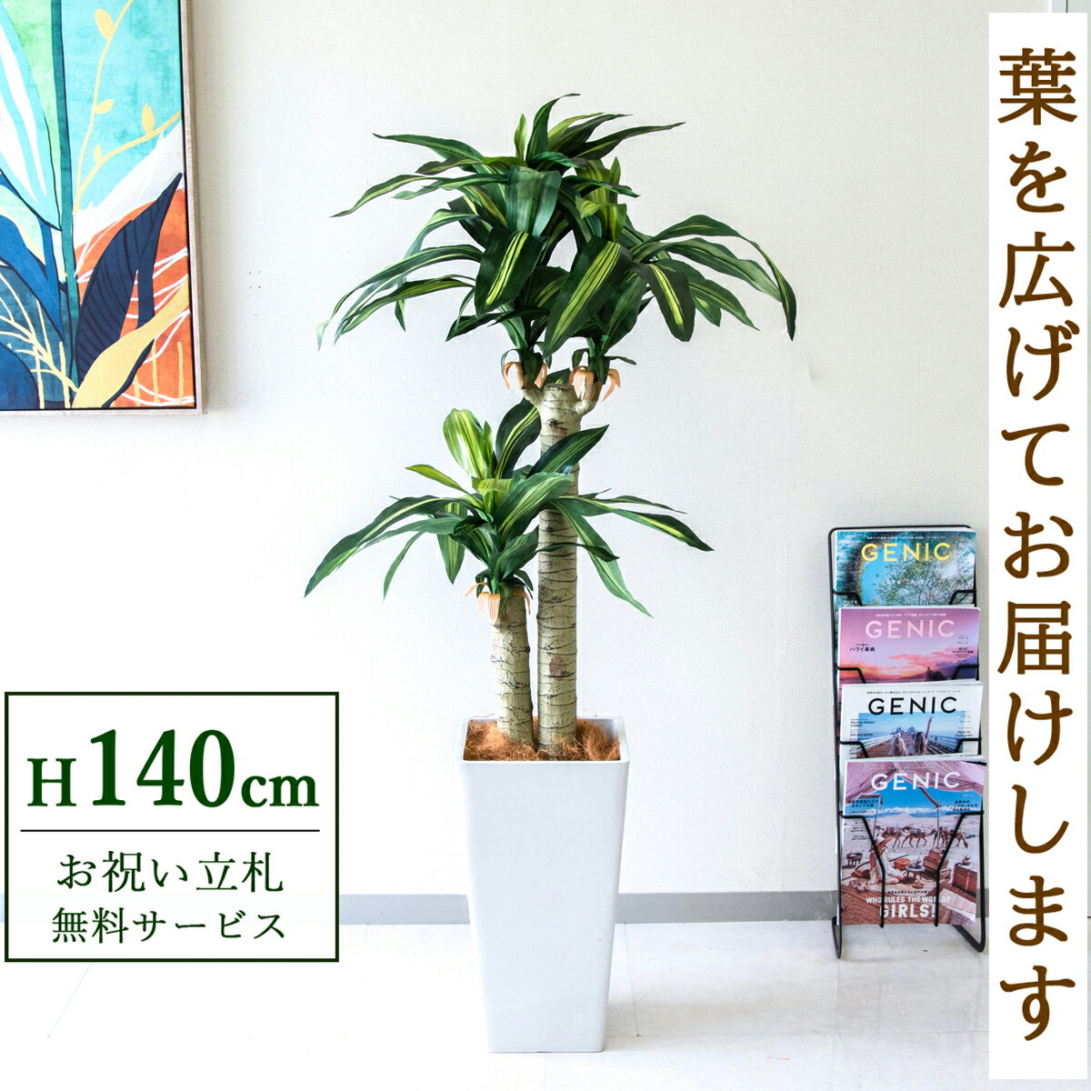 商品情報 (PG016-Q25WH)高さ：H約140cm 鉢サイズ：□約25cm/H約46cm鉢材質：プラスチック樹脂鉢 ご利用案内 詳細はこちらからご確認ください 商品について ■幸せを運ぶ不動の人気No.1「幸福の木（マッサン）」 太い...