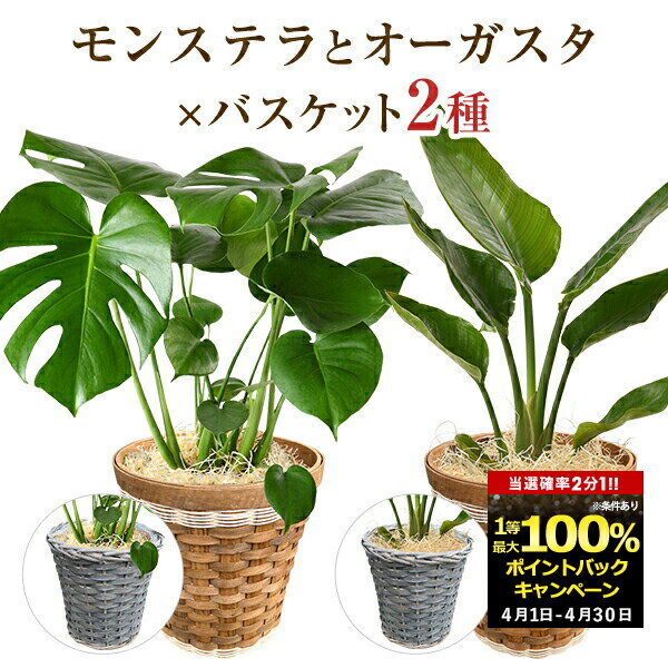 楽天市場】大型 モンステラ 観葉植物の通販 楽天市場】大型 モンステラ 観葉植物の通販