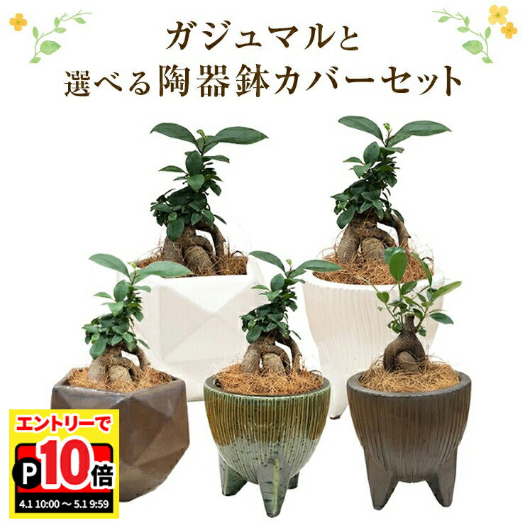 商品内容 ガジュマル3.5号ポット、陶器鉢カバー、育て方のしおり 商品サイズ ●ガジュマル多面体型陶器(白・黒) 幅14.5×奥行14.5×高さ20cm ●ストライプ縦すじ丸鼎型陶器(白・緑) 幅13.5×奥行13.5×高さ22cm お届け...