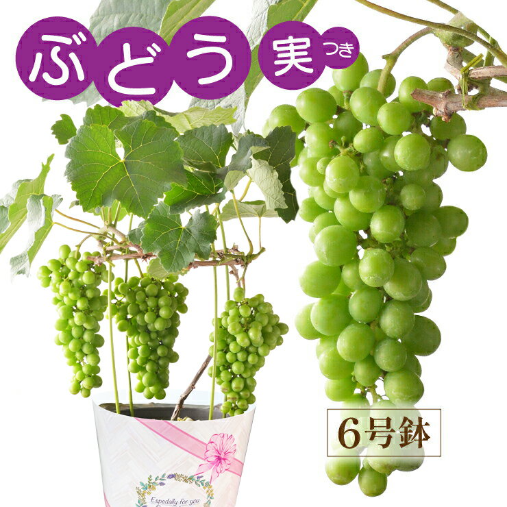 商品内容 ぶどう6号鉢（実付）、ペーパー鉢カバー、育て方のしおり※実が青い状態でお届け致します。 商品サイズ（約） ◆ぶどう6号鉢（実付）　高さ：50cm、幅：30cm お届け日について ご注文の5日目以降でお届け日をご指定下さい。※お急ぎ...