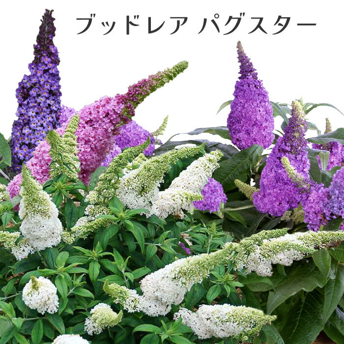 【同梱可】同梱可の花苗、鉢などとまとめてお届けできます。 同梱不可以外の送料無料商品、3,980円以上お買い上げの場合は送料無料（一部地域除く）になります。 【商品名】ブッドレア パグスター 11cmトールポット 【販売単位】1ポット 【品...