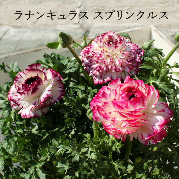 【同梱可】同梱可の花苗、鉢などとまとめてお届けできます。 同梱不可以外の送料無料商品、3,980円以上お買い上げの場合は送料無料（一部地域除く）になります。 【商品名】ラナンキュラス スプリンクルス バイカラー3.5号 【販売単位】1ポット...