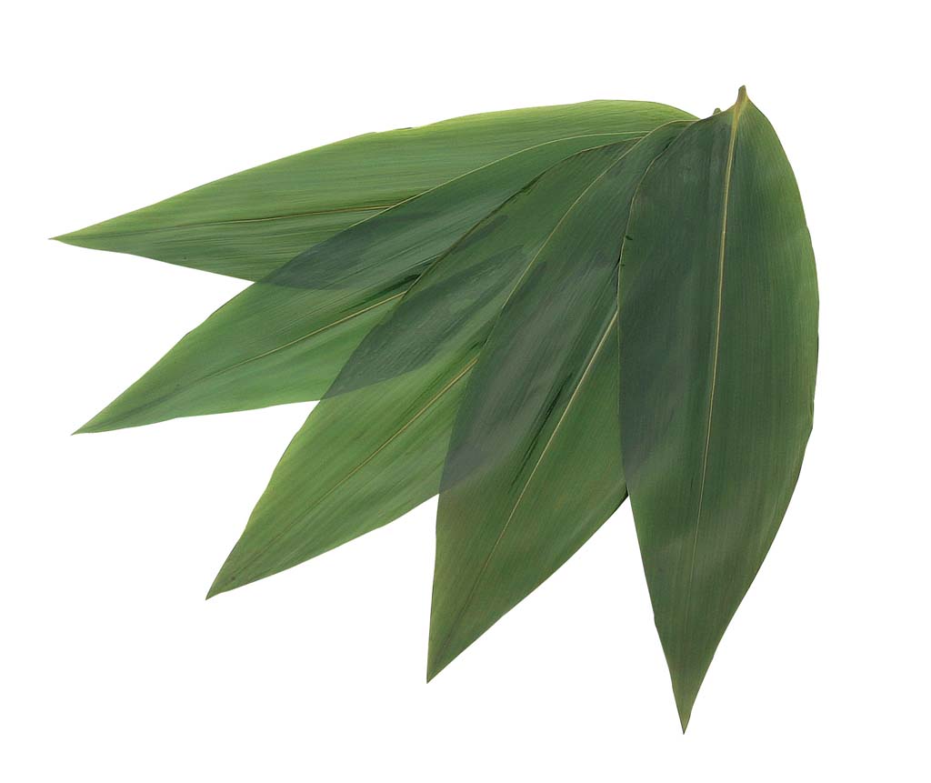 ●型番：5120 7S●サイズ約70〜80×約270(mm)●材質笹葉●天然物につき、サイズが異なる場合がございます。※商品画像はメーカー提供の代表画像を使用しております。複数掲載の画像でも、単品販売の場合がございます。サイズ・カラー・型番...