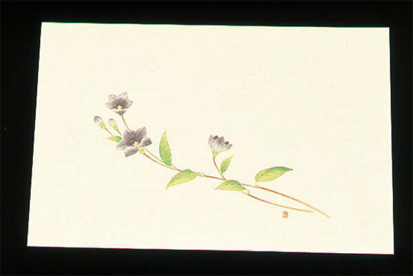 ●型番：WSS-13●サイズ264×390(mm)●材質遠赤抗菌和紙●抗菌：○●検定証印等：特許取得・PAT●波動の良い遠赤抗菌和紙でおもてなしの心を伝えて下さい●自然色クリームがお料理を引き立てます●優れた抗菌効果と遠赤外線放射※商品画像...