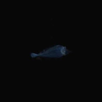 【中古】(未使用・未開封品)YOAKE(『夜明け(His Lost Name)』オリジナル・サウンド・トラック)[SDCD-042] [audioCD] タラ・ジェイン・オニール: Artist【メーカー名】スウィート・ドリームス・プレス【...