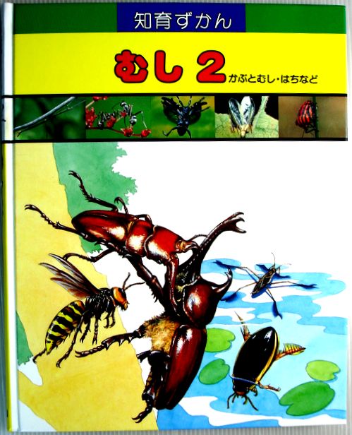 【送料無料 中古】知育ずかん　むし（かぶとむし・はちなど）　2。 発行所：学研。1994年7月発行。商品サイズ：26.7×21.7×1.7cm。112p。 【もくじ】●こうちゅうのなかま。●みずにすむむしのなかま。●はち・ありのなかま。●い...