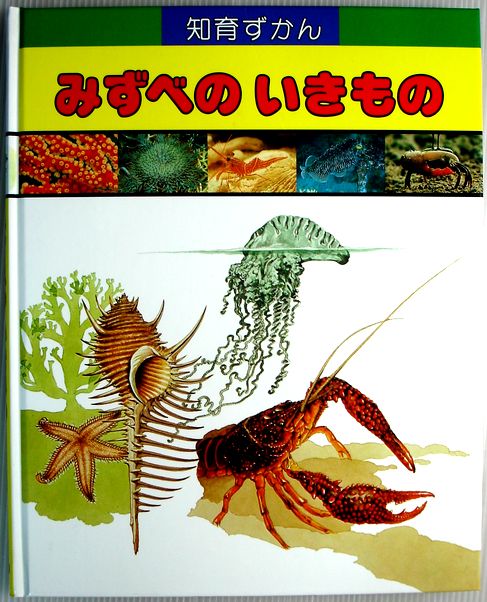 【送料無料 中古】知育ずかん　みずべのいきもの。 発行所：学研。1994年7月発行。商品サイズ：26.7×21.7×1.7cm。112p。 【もくじ】●いけやかわのいきもの。●うみのかい。●うみのいきもの。●かいそう。 【コンデション＝良い...