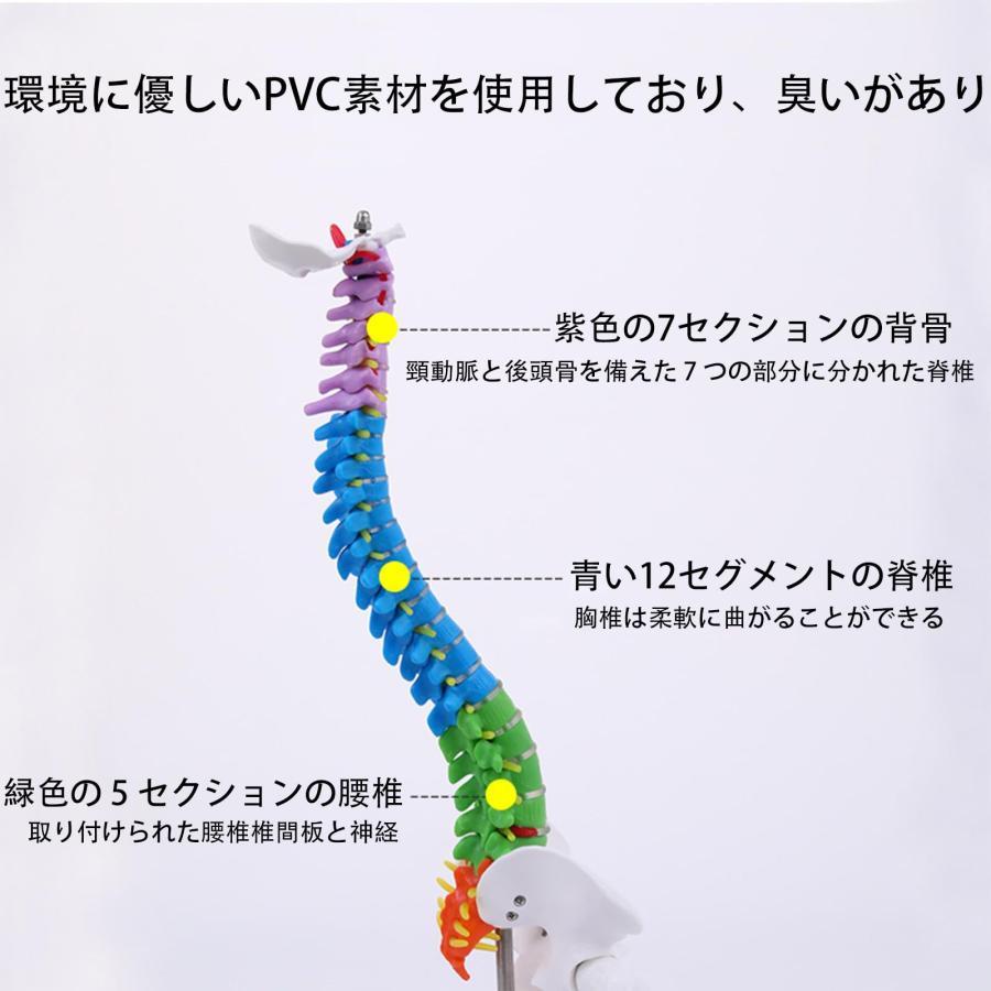 台座付きせき髄 85cm/33.4
