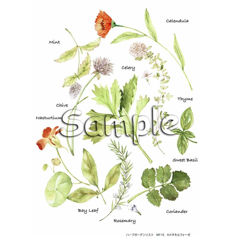 ハーブガーデンリスト　メタモルフォーゼ監修オリジナルテキスト付 5枚入り 6×8インチ(A5) プリントサイズ：21.0×14.8cm 対応額サイズ：Dサイズ(6×8インチ)