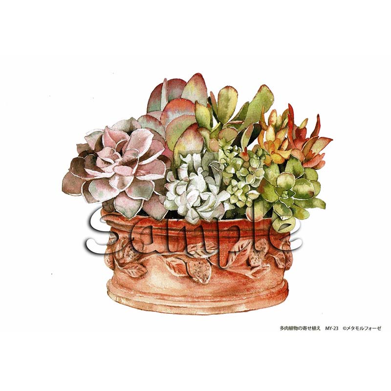 商品名：シャドープリント 「多肉植物の寄せ植え」 メール便/宅配便可 　my-23品　番：my-23サイズ：サイズ 14.8×21cm 詳　細：6枚入り 対応額：6×8インチシャドーボックス シャドウボックス 3D 立体 デコパージュ イラ...