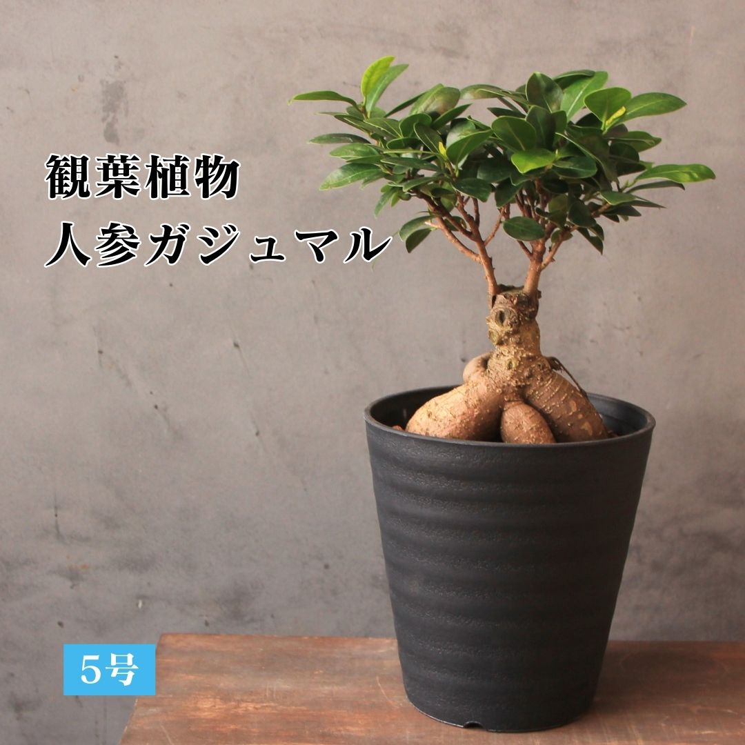 商品情報最短出荷日翌営業日から2～3日後に出荷。ご注文より5～7営業日後のお届け観葉植物 ニンジンガジュマル 5号鉢 個性的な形！花言葉は「多幸の木」ギフトにもおすすめです♪ 5