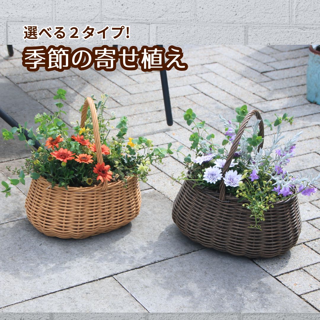 商品情報 特徴 すぐに飾れる寄せ植えバスケット♪　サニーガーデン、ムーンガーデンお好きなタイプをお選びいただけます。 入荷状況により内容物は異なる場合がございますが、雰囲気は合わせてお作りします。 最短出荷日 翌営業日から2～3日後に出荷。...