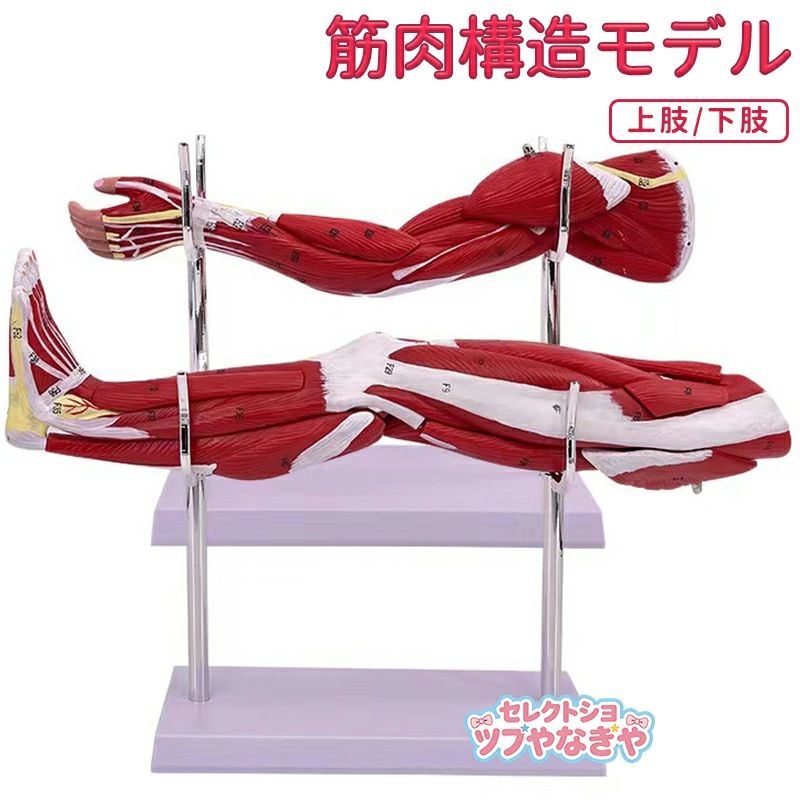 商品説明このモデルは肩付き左腕の表層筋と深層筋を再現し、上肢筋三角筋上腕三頭筋上腕筋円回内筋浅指屈筋腕神経叢腋窩動脈の7つの分解可能な部品で構成されています。精密に再現された筋肉腱血管神経骨の構造から、上肢帯筋上腕筋前腕筋（前群後群）手筋な...