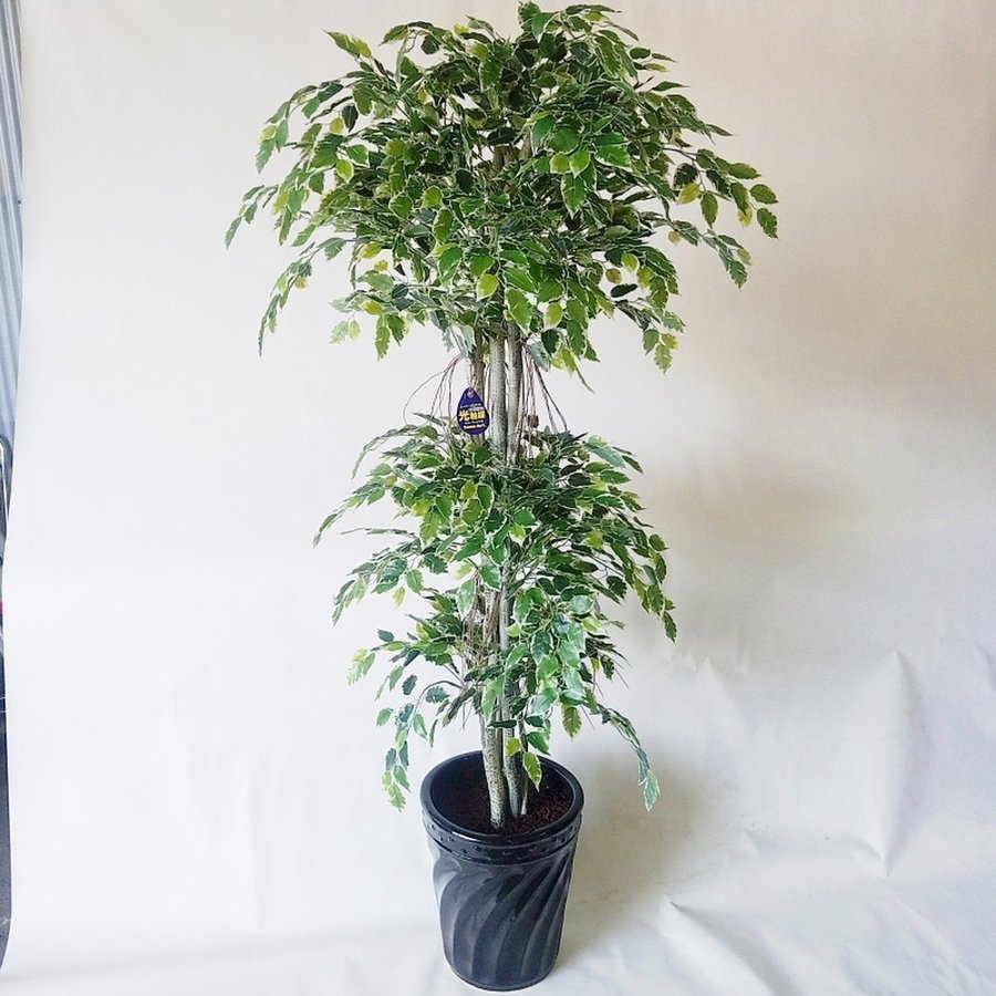 商品について 〇この商品は光触媒コーティングされており、ほこりが付き難く、とても長い間、美しさを保ち続けます。 〇鉢は高級な陶器鉢入りですが、予告なく在庫により黒の陶器鉢に変更することが有ります。。 〇誰もが知っているベンジャミンこの商品は...