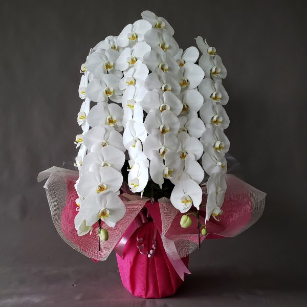 商品について 〇厳選された胡蝶蘭を丁寧にラッピングして、　　　　　最高の真心の贈り物です。 〇会社受付、応接室に最適です。 〇最高級な商品で癒しが得られ気分爽快に。 [使用花材] ・選択してください ・胡蝶蘭 ・陶器鉢 [サイズ] 約高10...