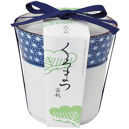 商品サイズ:約9x9x7.8cm セット内容:鉢(陶器)土種説明書x各1 細やかな藍色の小紋がデザインされた染付けの器で黒松を育てる栽培セット 【黒松】荒々しい樹皮は灰黒色太くて硬い葉と幹が特徴的初心者にもおすすめの品種 栽培の際は説明書を...