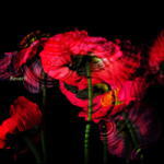 黒夢　CD 【Reverb】 2014/3/26発売 ○2014年、デビュー20周年を迎え、止まらない勢いで走り続けるカリスマロックバンド黒夢の、完全オリジナル新曲シングルがリリース!! タイアップは人気ゲーム「戦国無双4」テーマソング!!...