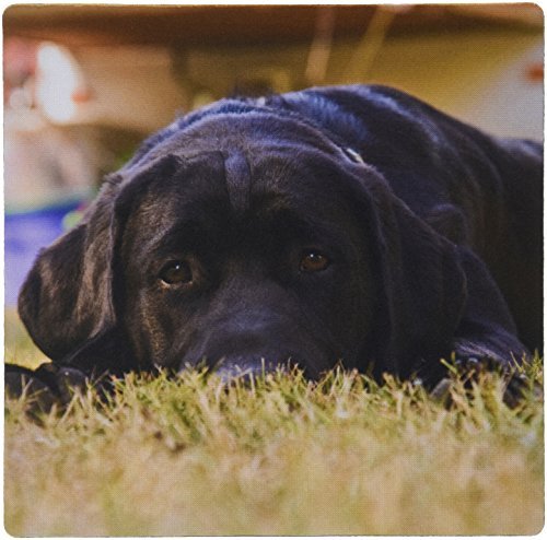 【中古】【未使用・未開封品】3drose LLC 8?x 8?x 0.25インチマウスパッド、リック・Aブラウン( MP _ 84179?_ 1?)【メーカー名】【メーカー型番】【ブランド名】3dRose Office Products?-...