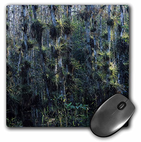 【中古】【未使用・未開封品】3drose LLC 8?x 8?x 0.25?Cypress Trees Bromeliads Big Cypress NPフロリダRolfナスバウマーマウスパッド(MP 84509?_ 1?)【メーカー名】【...