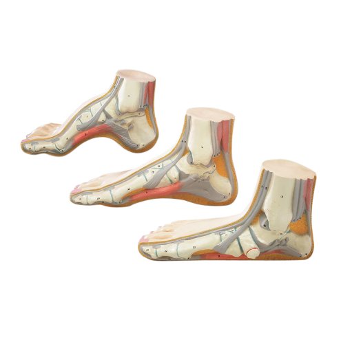 【中古】【未使用・未開封品】DSS Budget Foot Model Set by Anatomical Chart Company【メーカー名】【メーカー型番】【ブランド名】【商品説明】DSS Budget Foot Model Set...