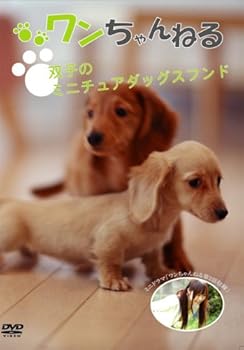 【中古】ワンちゃんねる 双子のミニチュアダックスフンド(クリーム) [DVD]【メーカー名】【メーカー型番】【ブランド名】オルスタック ピクチャーズ ドキュメンタリー, お笑い・バラエティ, ホビー・実用 【商品説明】ワンちゃんねる 双子の...